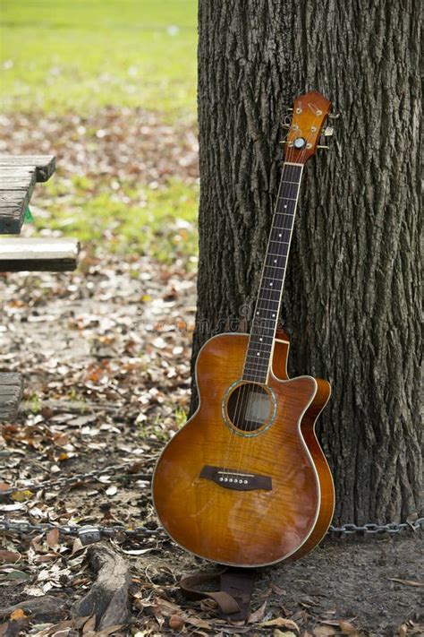 Guitar Leaning On Tree Stock Photo Image Of Guitar Nature 48679784
