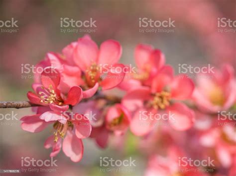 피는 빨간 Chaenomeles 꽃 개화 일본 모과 선택적 초점 꽃 자연 배경 프레임 복사 공간 닫기 0명에 대한 스톡 사진 및