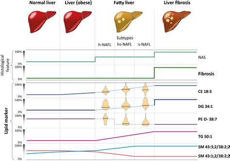Quantitative Shotgun Lipidome Analysis 2022 Wiley Analytical Science