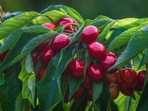 Органічне підживлення вишні черешні та сливи для великого врожаю