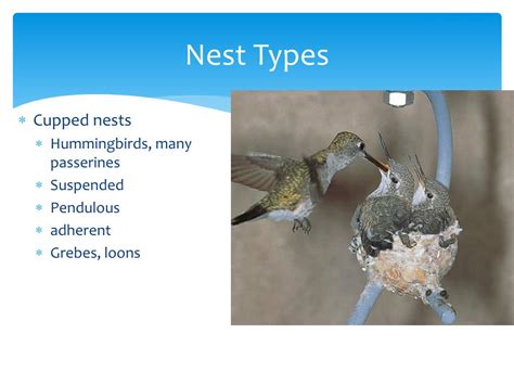 Ppt Avian Reproductive System Powerpoint Presentation Free Download