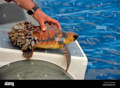 Loggerhead Caretta Caretta Turtle Juvenile Held On Boat Unable To