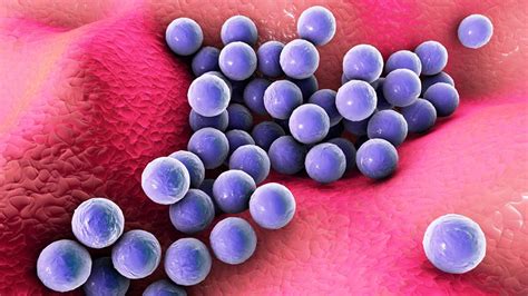 How The Microbiome Affects Your Eczema National Eczema Association
