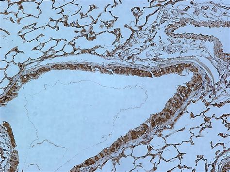 Rev Erb A Alpha NR1D1 Antibody 4F6 Azide And BSA Free H00009572