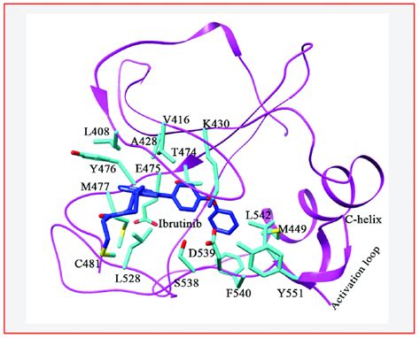Btks Interaction With Ibrutinib The Crystal Structure Of Btk Bound