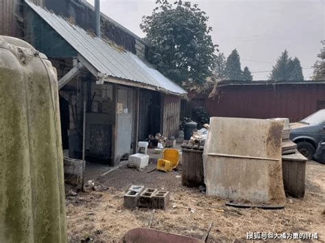 蓝眼奶牛猫被女子相中，半年后才被收养，女子用它救下14只流浪猫 搜狐大视野 搜狐新闻