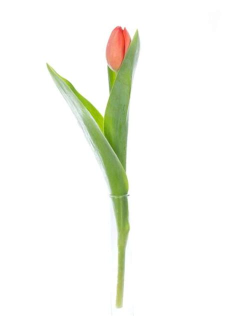 Tulpen „Ad Rem“ orange - Blumigo