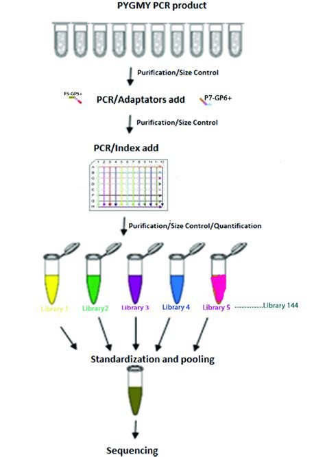 Workflow For Library Preparation And Sequencing Amplicons Generated Download Scientific