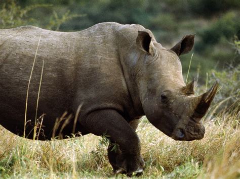 Map Shows Why Critically Endangered Rhinos Struggle To Survive