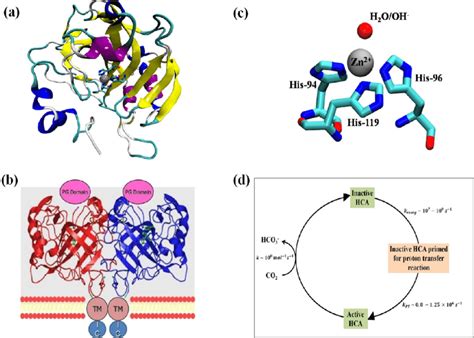 A Structure Of Hca Ii Derived From High Resolution Crystallographic