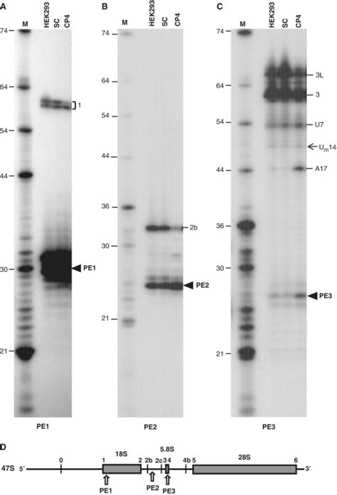 Analysis Of Primer Extension Products Generated By Reverse Download Scientific Diagram