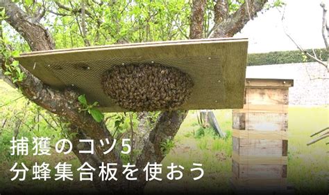 ニホンミツバチの分蜂の前兆はありますか？起こる時間は？
