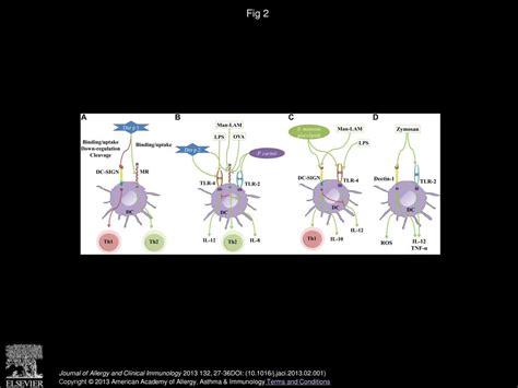 The Role Of Lectins In Allergic Sensitization And Allergic Disease