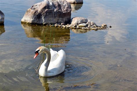 Fauna Swan Wasser Kostenloses Foto Auf Pixabay Pixabay