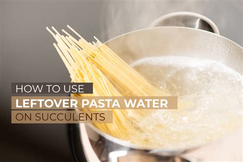 How To Use Leftover Pasta Water On Succulents Succulents Box
