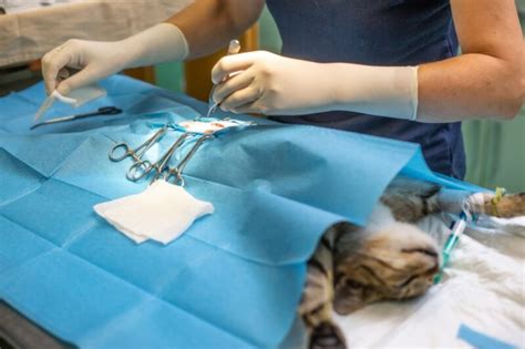 How To Tell If A Cat Is Neutered 6 Vet Reviewed Signs To Look For