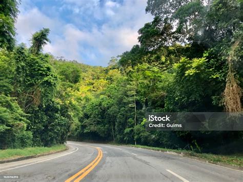 화창한 날에 숲 속의 도로 녹색 단풍이 있는 나무 여름에 숲을 가로지르는 빈 아스팔트 도로가 있는 풍경 0명에 대한 스톡 사진 및 기타 이미지 Istock