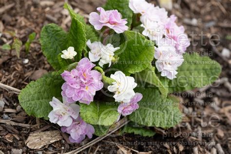 Photo of Primula Belarina Pink Ice aka Kerbelpice (Primrose)