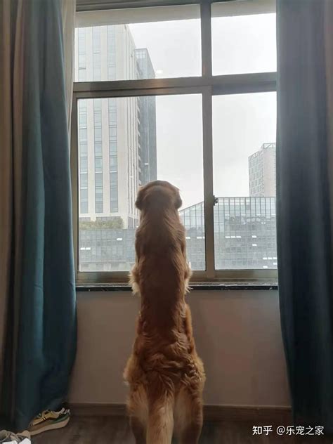 狗狗的狗粮是换着吃还是长期吃一种？ 知乎