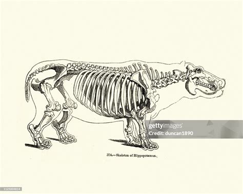 Nature Skeleton Of A Hippopotamus High Res Vector Graphic Getty Images
