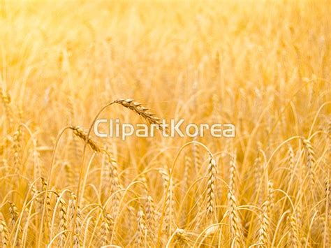 해외작가포토 클립아트코리아 통로이미지주