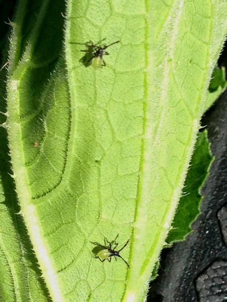 Green Meadows Community Garden Squash Bug Life Cycle