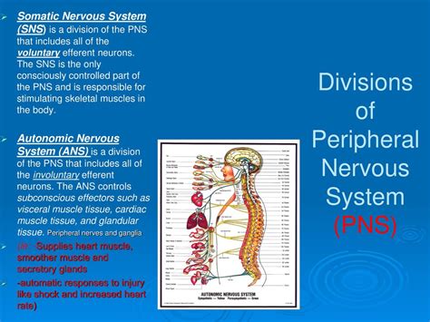 The Nervous System Unit K Ppt Download