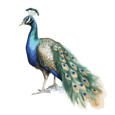 Premium Vector Colorful Peacock Illustration Isolated On A White