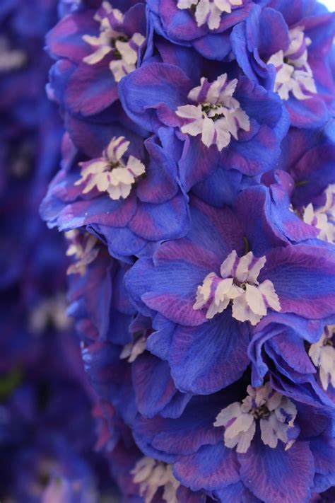 The Delphinium Guide Plant Detectives The Delphinium Guide Plant Detectives