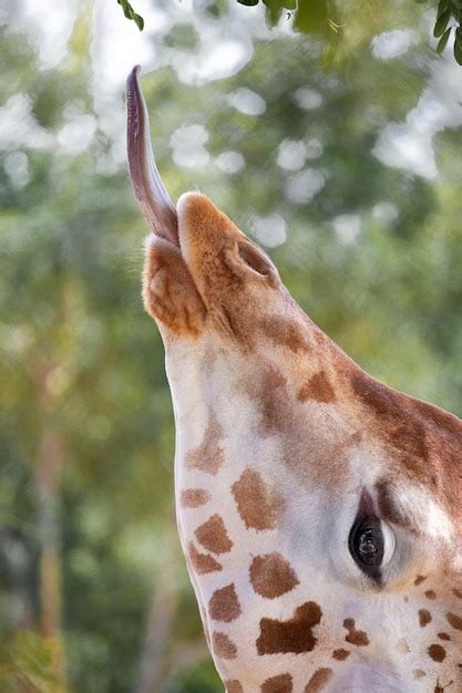 Premium Photo Giraffe Eating Green Leaves