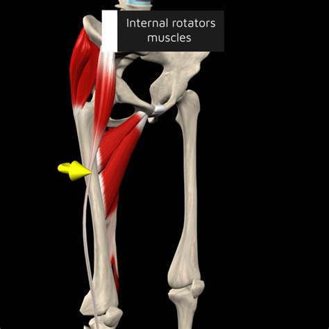 Anatomy Of The Hip Joint Bones Ligaments And Muscles Muscle And Motion Official Blog