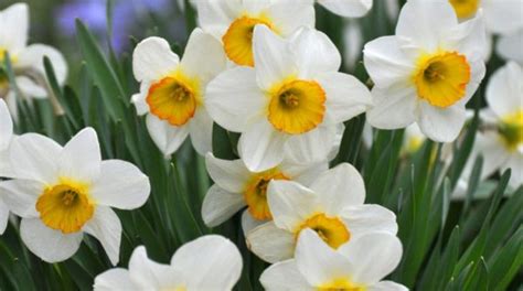 نحوه پرورش و نگهداری گل نرگس و آشنایی با انواع گل نرگس