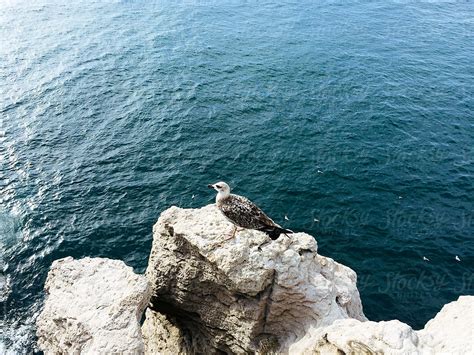 Seagull On The Rock By Stocksy Contributor EASY 2 SHOOT Stocksy