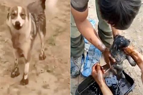 Cagnolino Resta Intrappolato In Una Fossa Piena Di Catrame La Sua Mamma Gli Salva La Vita