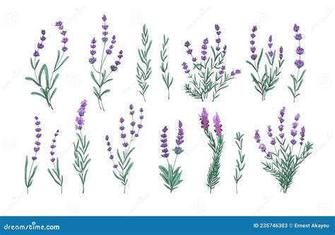 薰衣草花 法国普罗旺斯花卉 野生紫草的植物学画 向量例证 插画 包括有 查出 图画 绽放 花束 235746383