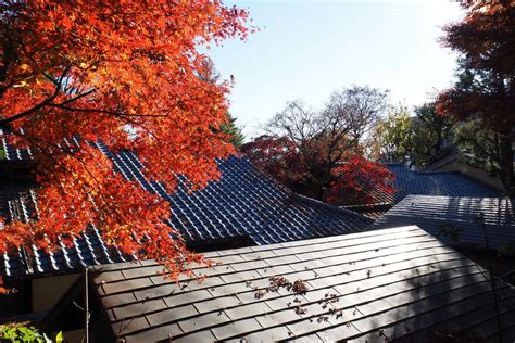 名残の紅葉 GANREF
