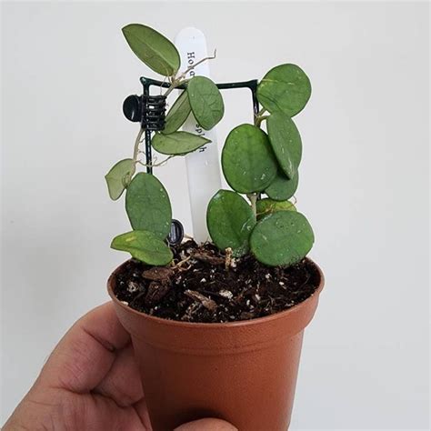 Kei Yoki African Violet Starter Plant All Plants Require You To