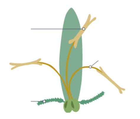 Diagram Of A Wind Pollinated Flower Best Flower Site