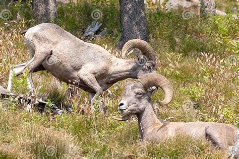 Two Bighorn Mountain Sheep Rams Ovis Canadensis On Mountainside In