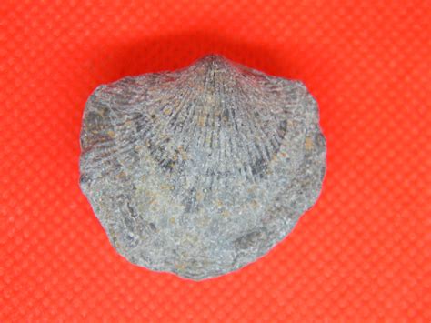 Fossil Specimen Brachiopoda Jurassic James