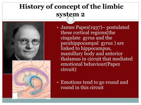Limbicsystempptthe Limbic System Is A Group Of Interconnected Brain