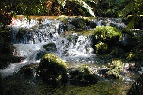 Trout Stream Wallpaper Wallpapersafari
