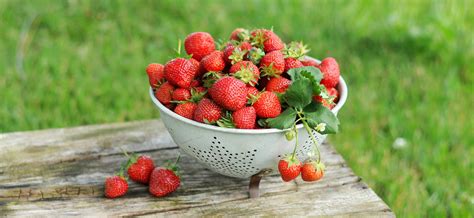 Выращивание клубники как выбрать сорт как и когда сажать в открытый грунт