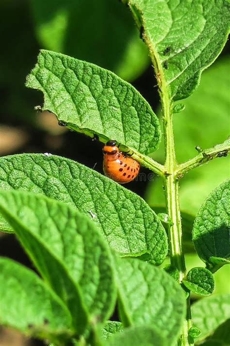 Colorado Potato Beetle Sits On A Potato Bush Stock Image Image Of