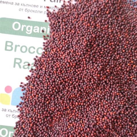 Био семена от броколи рааб Bio Broccoli Raab