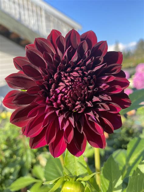 Shadow Cat Soaring Heart Dahlias