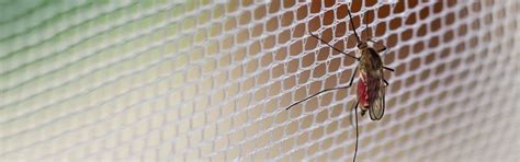 Asiatische Tigermücke Mückenschutz Empfehlungen und Beratung