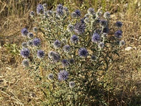 El Panical Blau Fauna I Flora