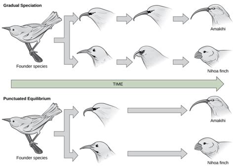 6 3 Rates Of Speciation And Extinction Biology Libretexts
