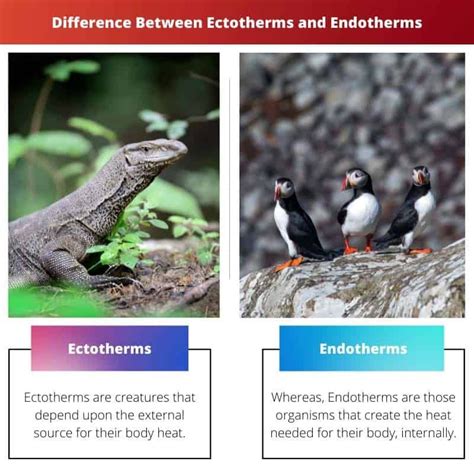 Ectotherms Vs Endotherms Difference And Comparison